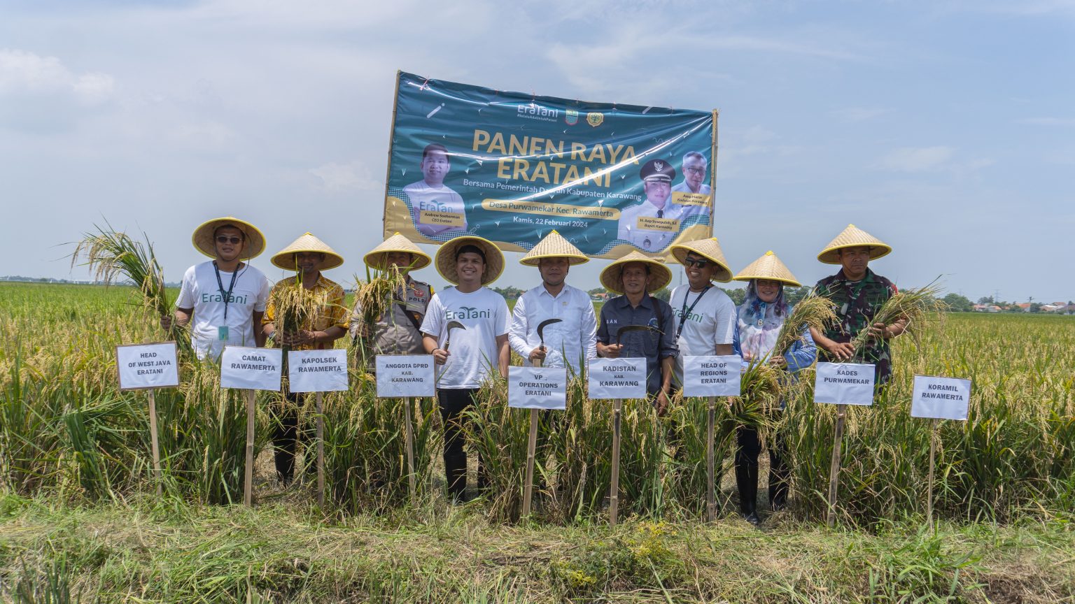 Panen Raya tahun 2024 Petani Binaan PT Eratani teknologi nusantara ...